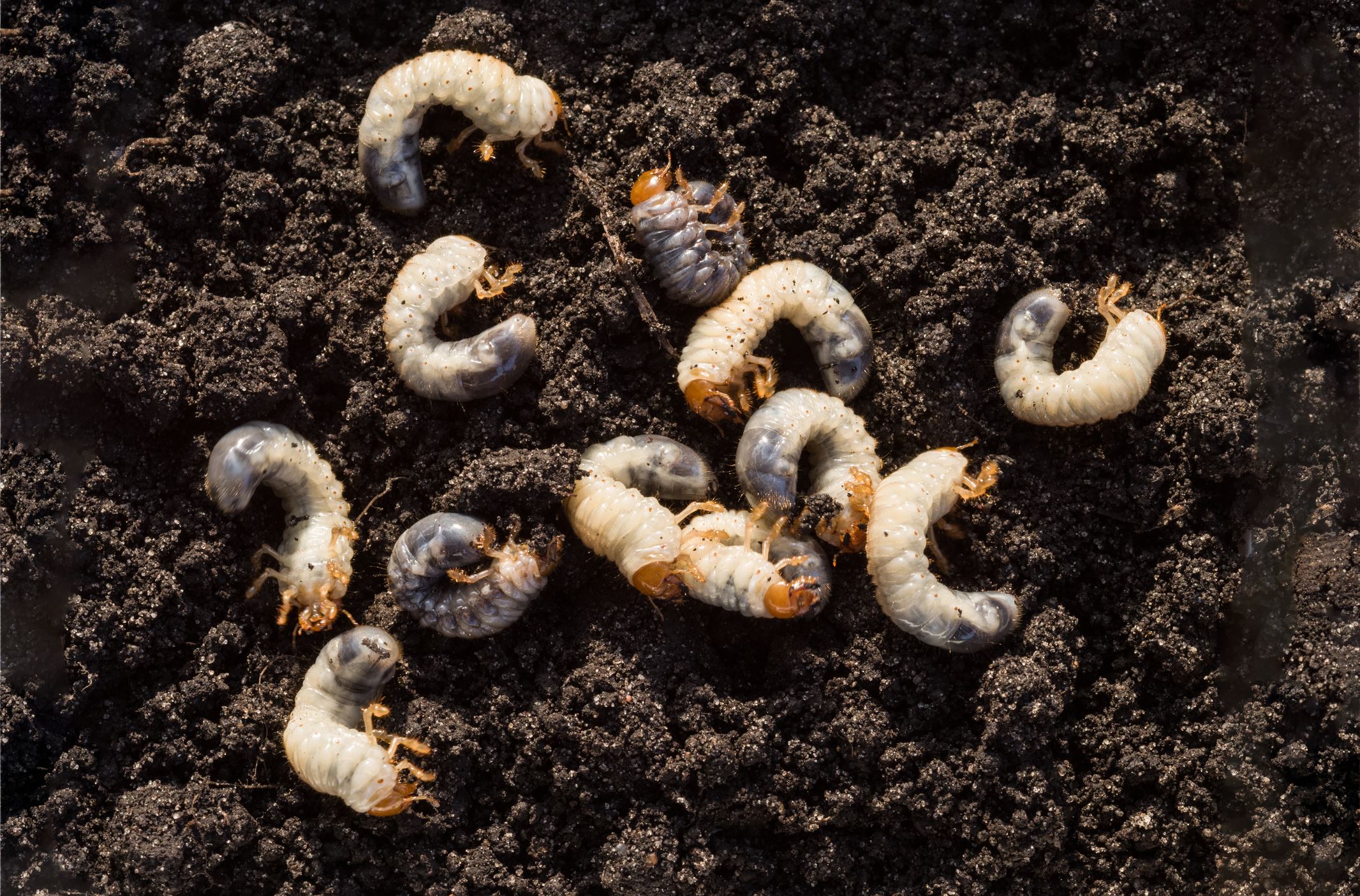 What Should I Know About Grubs? | Perm-O-Green